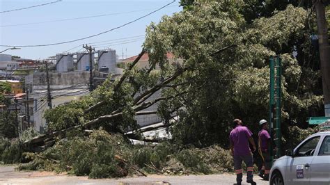 Sobe Para 425 O Número De Quedas De árvores No Estado De São Paulo Após