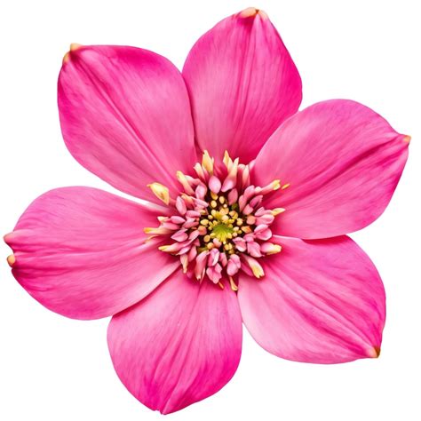 Images De Fleur Png Téléchargement Gratuit Sur Freepik