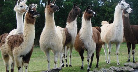 Camelids Ground Rules