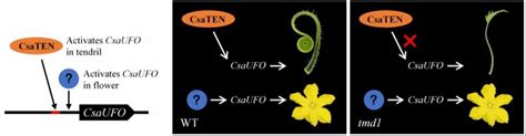 园艺科学学院朱祝军教授团队在《new Phytologist》发表高水平研究论文 浙江农林大学