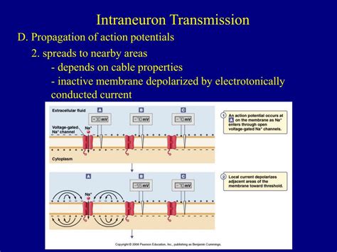 PPT Gated Ion Channels PowerPoint Presentation Free Download ID