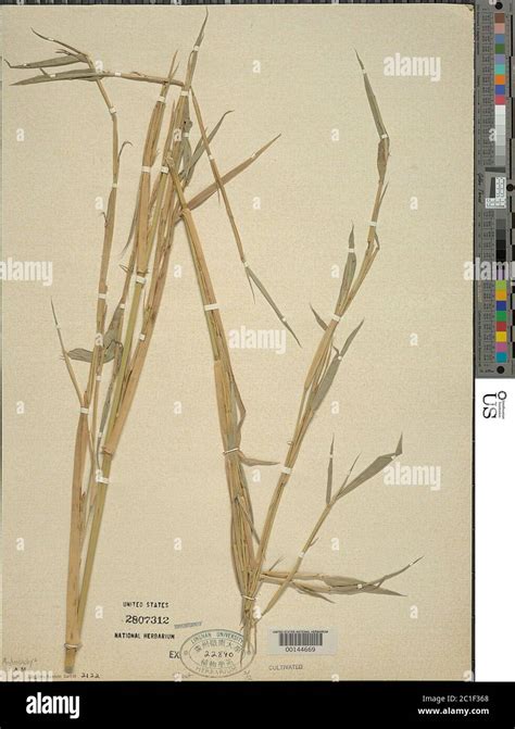 Phyllostachys Sp Banque De Photographies Et Dimages à Haute Résolution
