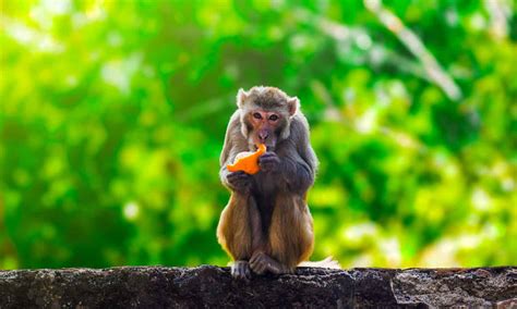 🐒 Monkey Quiz How Well Do You Know Them A Z Animals
