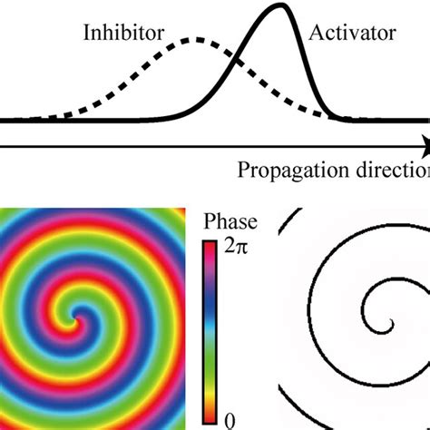 A Schematic Diagram Of A Chemical Wave Propagating In A Download