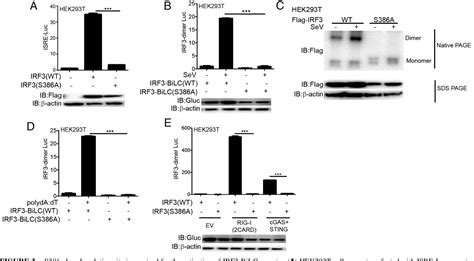 Figure 1 From Complex Regulation Pattern Of Irf3 Activation Revealed By