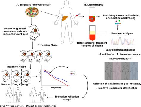 Diagram Of Experimental Models For Use As An Important Tool In Download Scientific Diagram