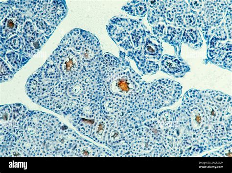 Parotid Gland Light Micrograph Of A Section Through A Normal Human