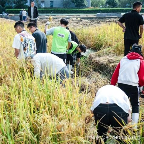 吉时已“稻” 众人齐心协力，水稻开镰收割 知乎