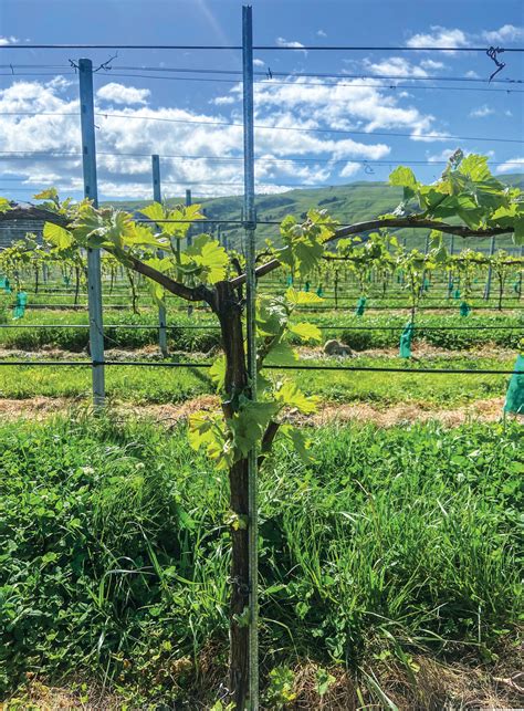 Eco Training Stake Eco Trellis