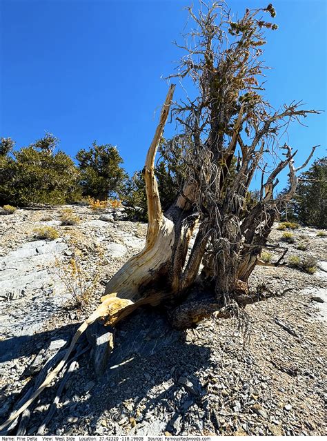 Pine Delta Tree Famous Redwoods