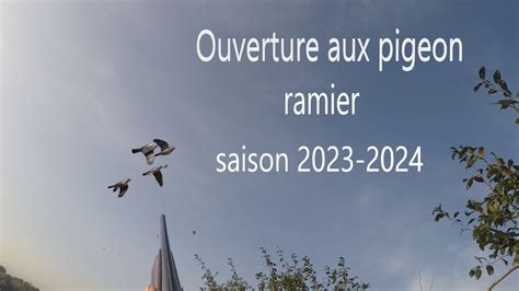 Ouverture Aux Pigeon Ramier Saison 2023 2024 Youtube