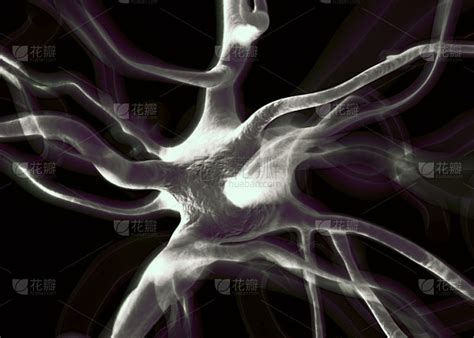 神经细胞或神经元