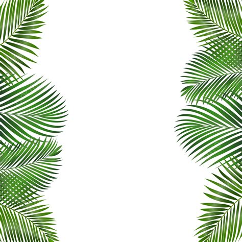 Coconut Leaves Vector Png Images Coconut Leaves Frame Coconut Leaves