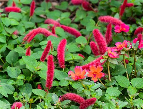 How To Care For Chenille Plant Taft Independent