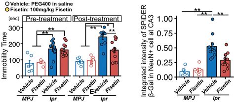 Japanese Researchers Show Fisetin Alleviates Depression