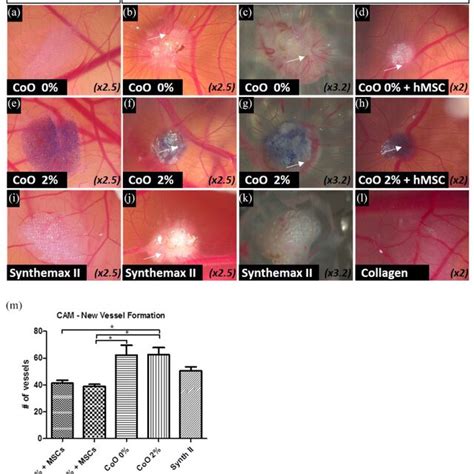 Ex Vivo Vascularisation In A Chick Embryo Chorioallantoic Membrane Download Scientific Diagram