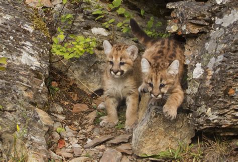 Cougar Cubs