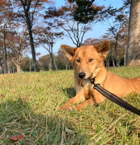 「約1歳！里親緊急募集」京都府 犬の里親募集475225 ペットのおうち【里親決定25万頭！】