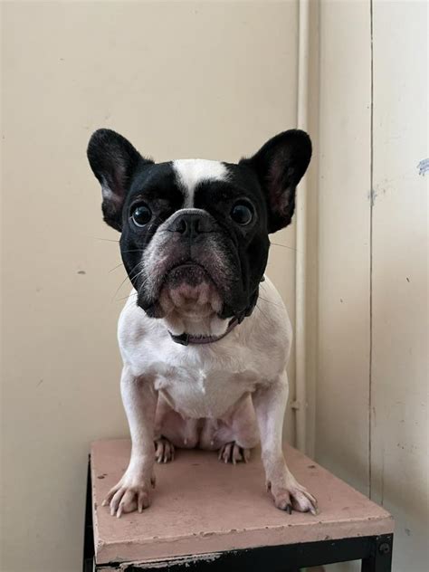 สี่ขาหาบ้าน แชร์ ช่วย ️‍🔥”น้องชาช่า ” เพศเมีย อายุไม่เกิน 2 ขวบ หมัน วัคซีน สตอรี่•เคสฝากแล้ว