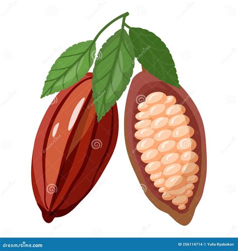 Cocoa Fruit Icon Cartoon Vector Cacao Bean Stock Illustration