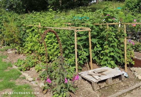 Quick And Easy DIY Raspberry Trellis Lovely Greens