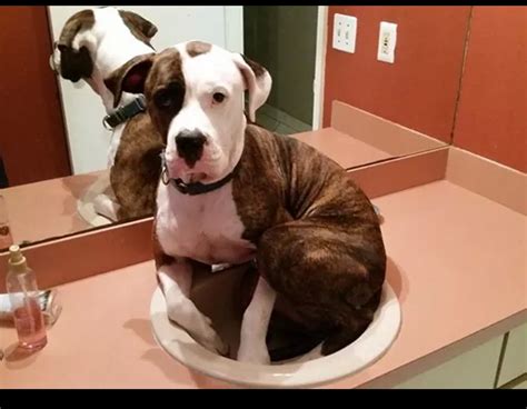 Our Cat Is Deathly Afraid Of Thunder So We Tried Something Called The