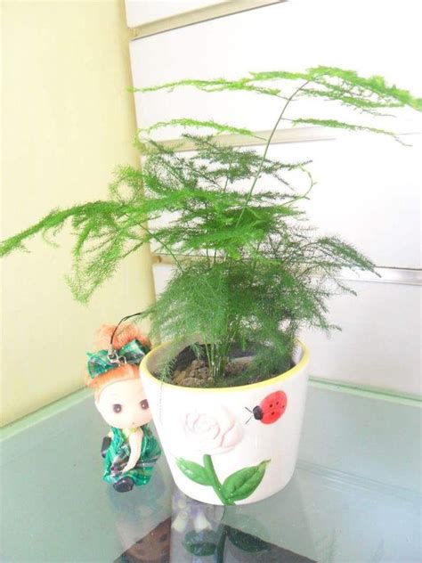 文竹落花落果這樣做就可以解決 每日頭條