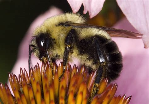 The Pollinating Power Of Bumble Bees Panhandle Agriculture