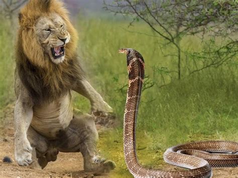 1 mình rắn hổ mang bạch tạng đại chiến 3 rắn hổ mang chúa