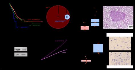 Truncating Mutations Of Adamts12 Are Associated To Increased Tumor