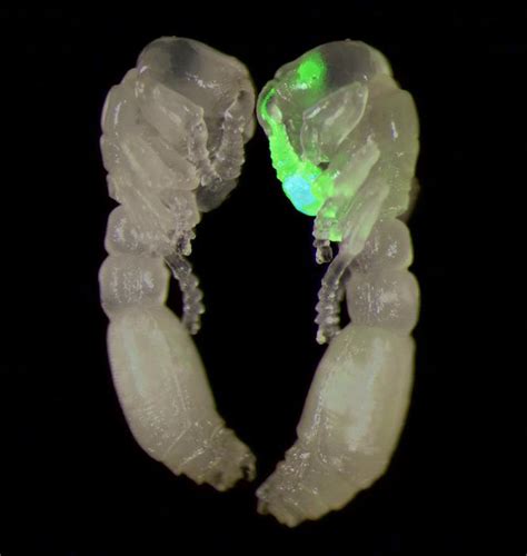 Worlds First Transgenic Ants Reveal How Colo Eurekalert