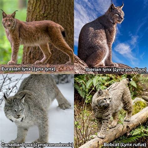 Love Nature On Instagram There Are 4 Different Species Of Lynx The