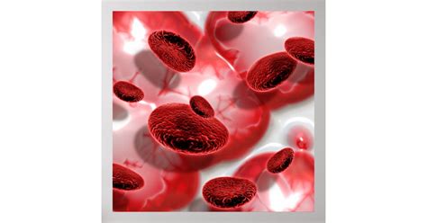 Blood Cells Poster Zazzle