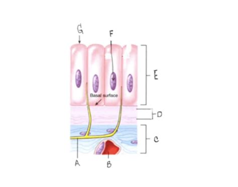 Epithelial Tissue Labeling Quiz