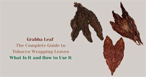 Grabba Leaf Guide Origins Types And How To Use It Properly