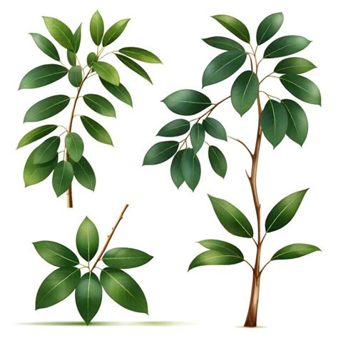 Eucalyptus Tree Vector Set White Background Isolated Premium Ai