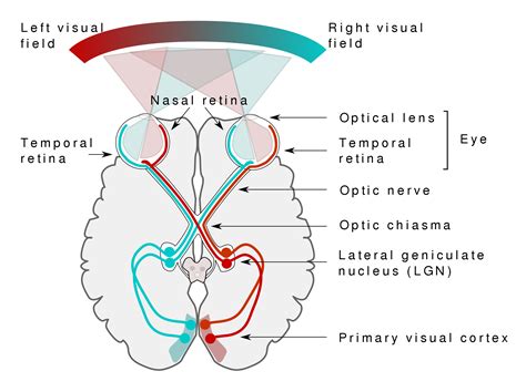 Visual Pathway Retina Lizano Lab
