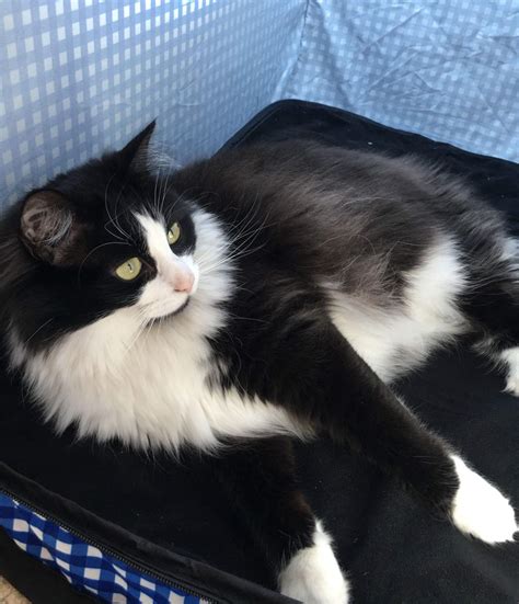 Solve Izzy Relaxes As The Remodeling Work Continues Jigsaw Puzzle