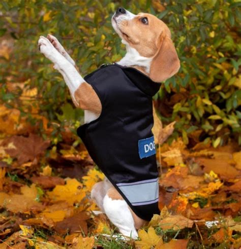 Жилетка для собак DogClub Sven S Black-Blue от продавца: DCMS – в ...