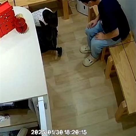 電話中說突然無力、懶洋洋、不吃的狗狗 來到好年後就生龍活虎四處探索 難道這就是 回娘家 的威力嗎 本來已在心中已經猜想可能的原因 也擬好計畫要