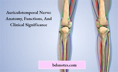 Auriculotemporal Nerve Anatomy Functions And Clinical Significance Bds Notes