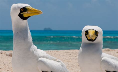 Masked Boobies On A Beach Fws Gov