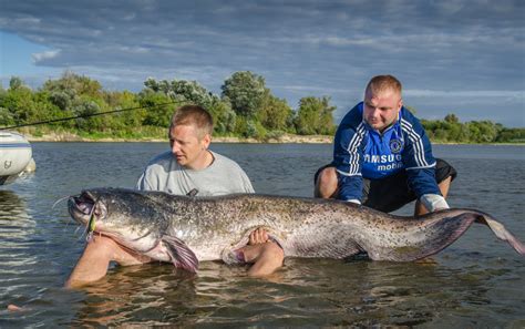 Olbrzymi Sum Z Wisły 220cm Trolling Po Wiśle W Okolicach Warszawy