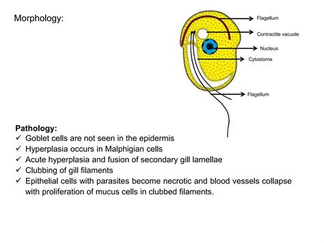Life Cycle Of Protozoan Parasite Ppt