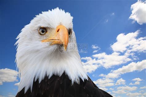 秃鹰HalieetusLeucocephalus与蓝高清图片下载 正版图片504657773 摄图网