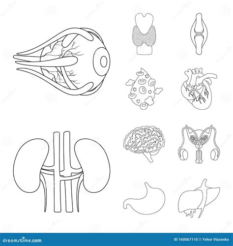 Vector Illustration Of Anatomy And Organ Symbol Set Of Anatomy And