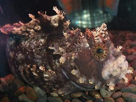 フサギンポの写真としとしWeb水族館魚図鑑