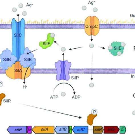 Selection Of Efflux Pumps In Gram Negative Bacteria Involved In Heavy