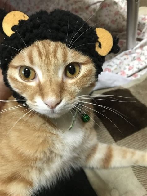 ジャパニーズボブテイルのかわいい写真5選｜みんなのペットライフ