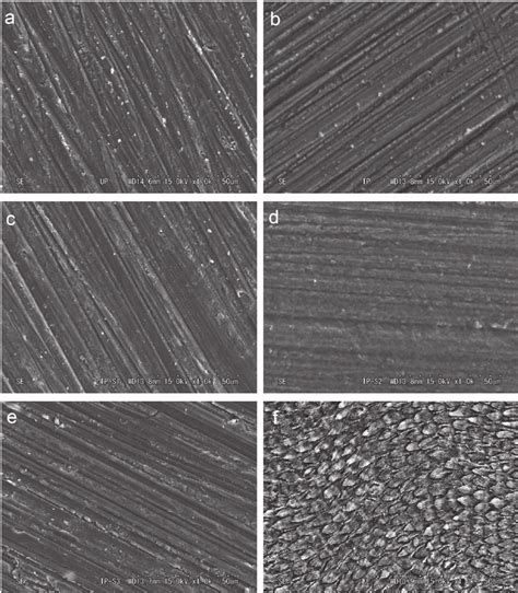 Scanning Electron Micrographs Of Surface Prepared Enamel Surfaces A Download Scientific